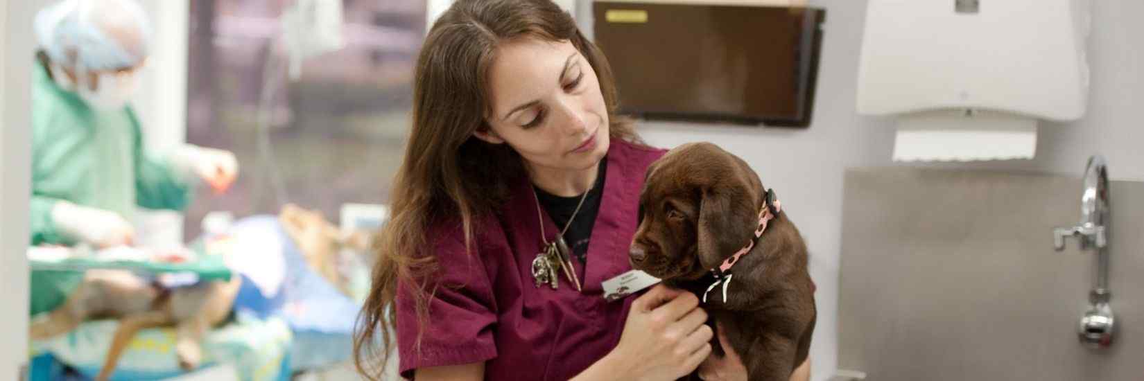 Curso de Auxiliar Técnico Veterinario | ISED Centro de Estudios